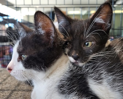 Cats and Cars | Adventure Subaru