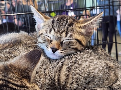 Cats and Cars | Adventure Subaru