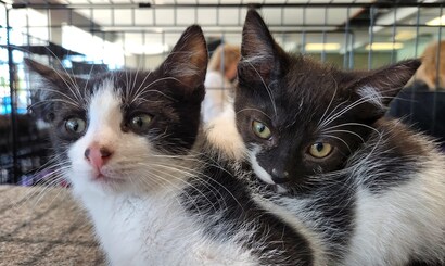 Cats and Cars | Adventure Subaru