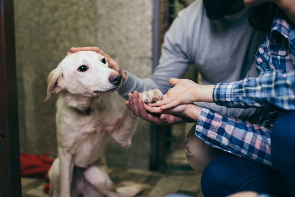 Community Spotlight: Helping Hounds Dog Rescue | Bill Rapp Subaru