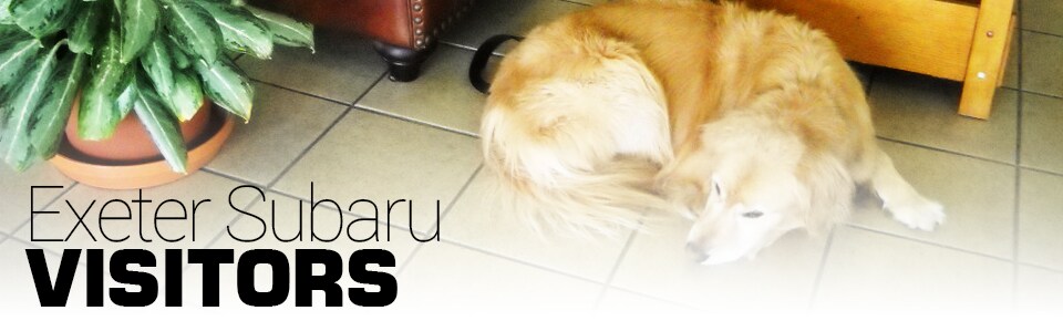Exeter Subaru | Pet Pictures | New Subaru dealership in Stratham, NH 03885