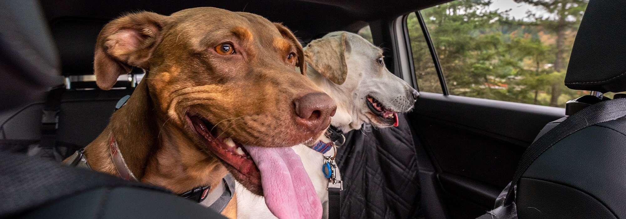 Best Vehicles For Dog Owners | Hoffman Ford