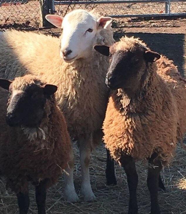 Brooksby Farm Danvers MA | Ira Subaru