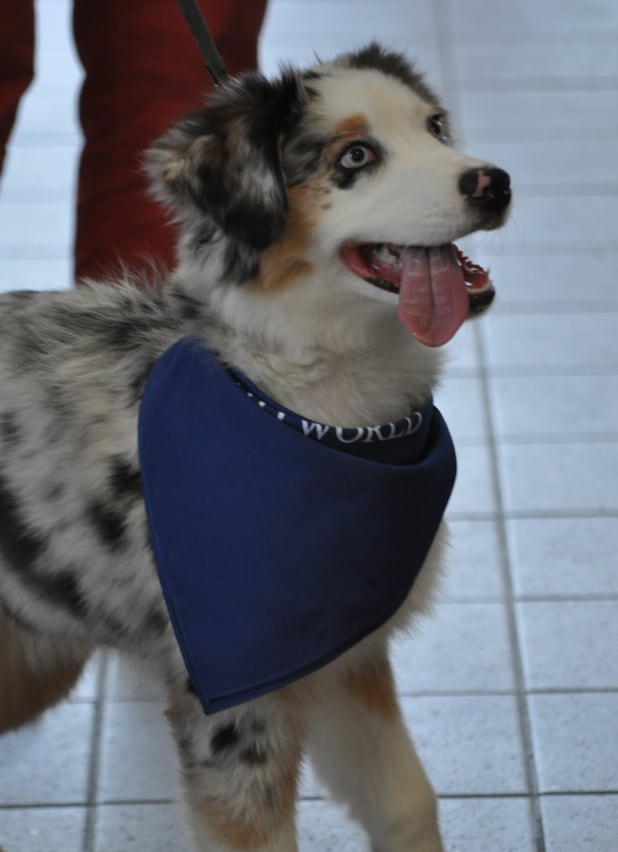 Meet Our Mascot! | Schaller Subaru