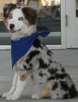Meet Our Mascot! | Schaller Subaru